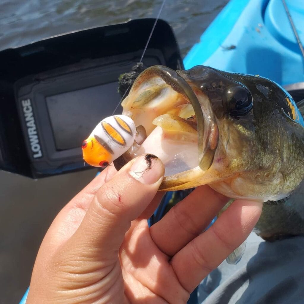 Bait Finesse Empire Mini Buzz Frog - Bait Finesse Empire